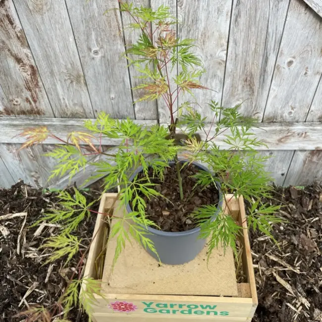 Mature Japanese Maple Acer palmatum 'Emerald Lace' Tree 20/40cm (2L ...