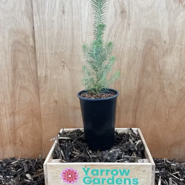 Stone Pine | Mediterranean Umbrella Pine | Yarrow Gardens
