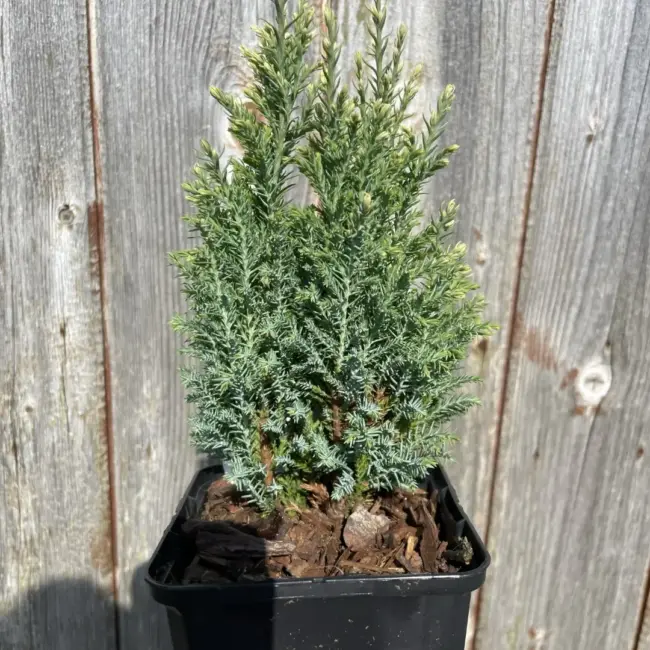 Lawson Cypress 'Snow White' | White-Tipped Evergreen Conifer | Yarrow ...