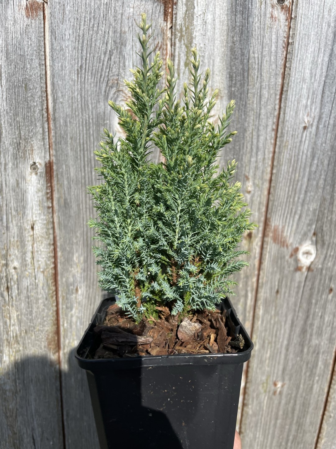 Lawson Cypress 'Snow White' | White-Tipped Evergreen Conifer | Yarrow ...