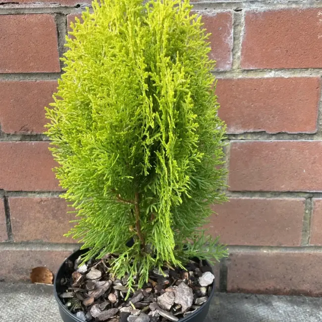 Chinese golden cedar 'Aurea Nana' (2L) | Yarrow Gardens