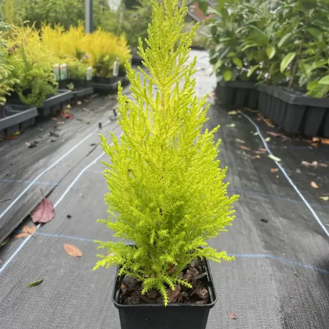 Monterey cypress 'Wilma' (P9) | Yarrow Gardens