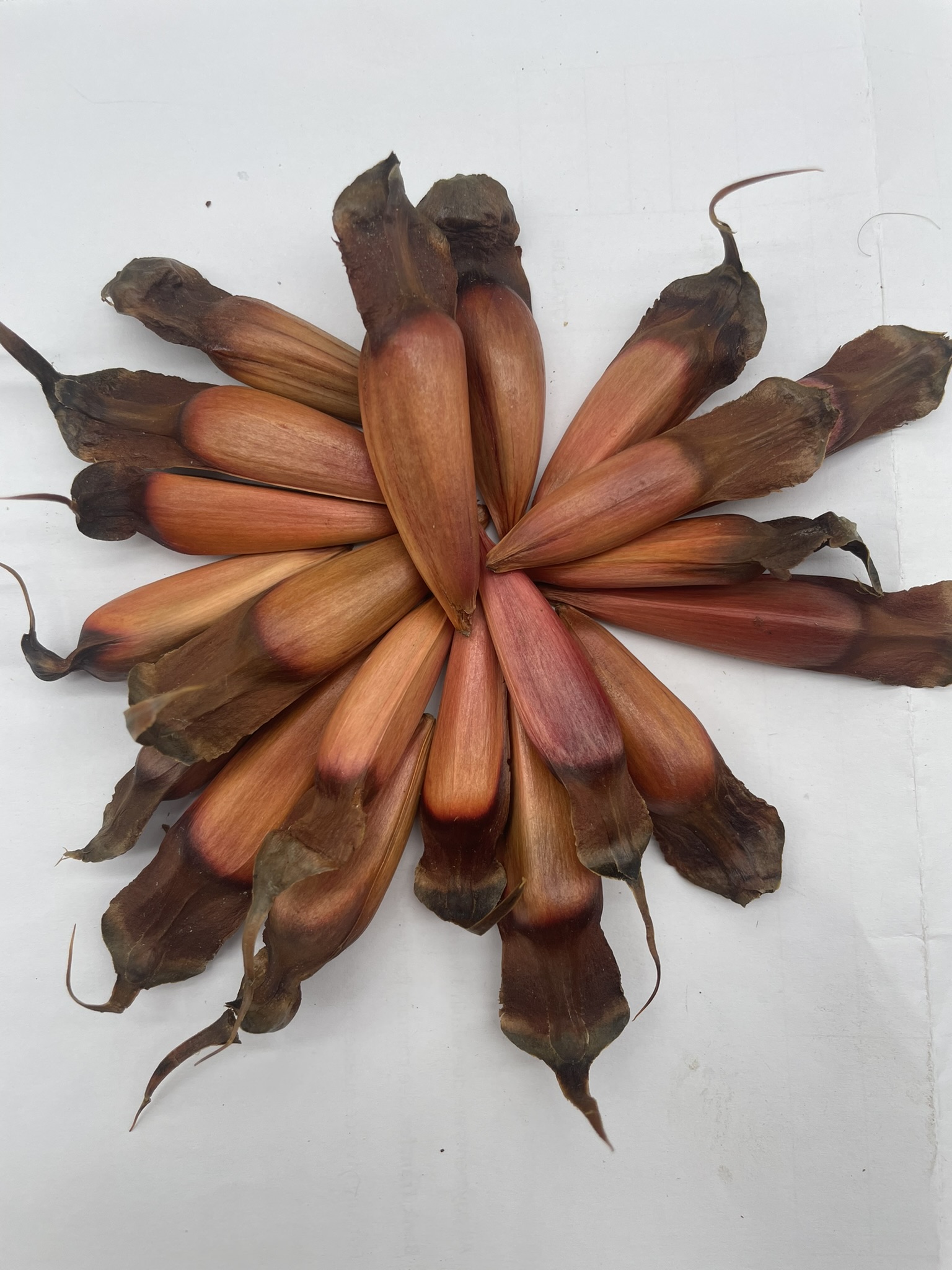 Monkey Puzzle Tree Seeds x20 | Yarrow Gardens