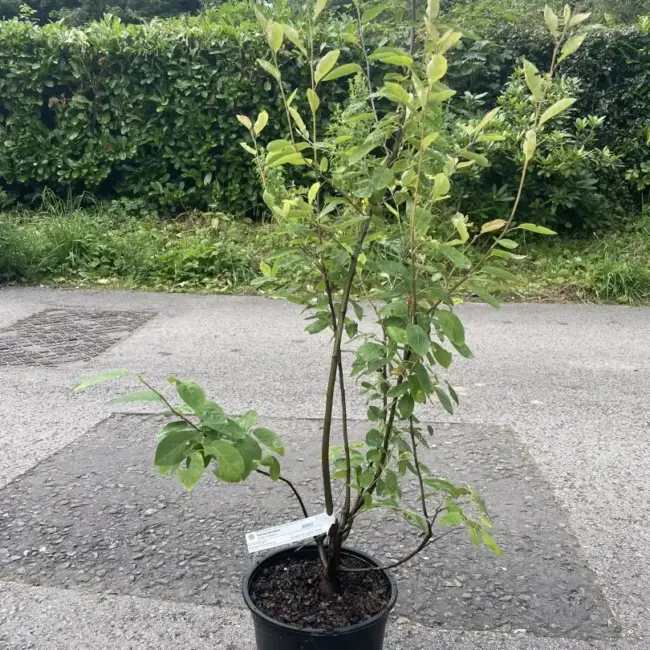 Snowy Mespilus Tree 60/80cm (5L) | Yarrow Gardens