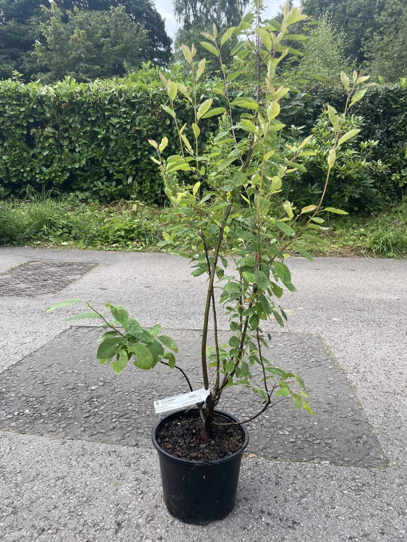 Snowy Mespilus Tree 60/80cm (5L) | Yarrow Gardens
