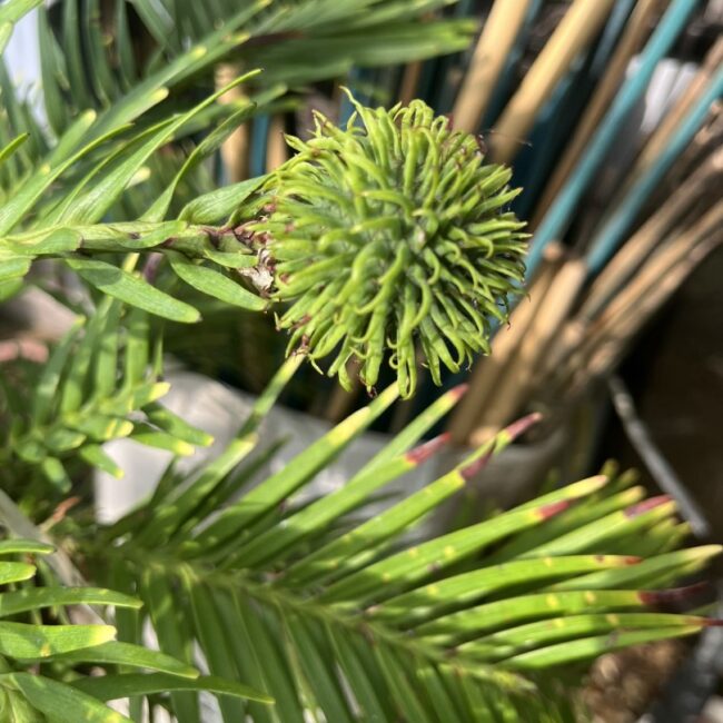 Buy Wollemi Pines - Wollemia nobilis from Yarrow Gardens 🇬🇧