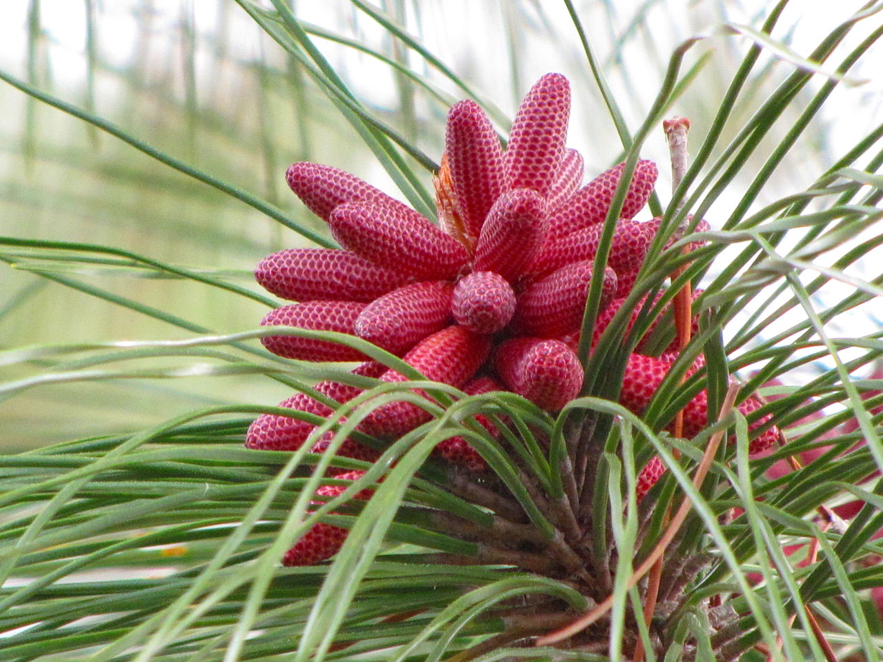Buy Pinus elliottii Seeds | Enhance Your Garden with Yarrow Gardens