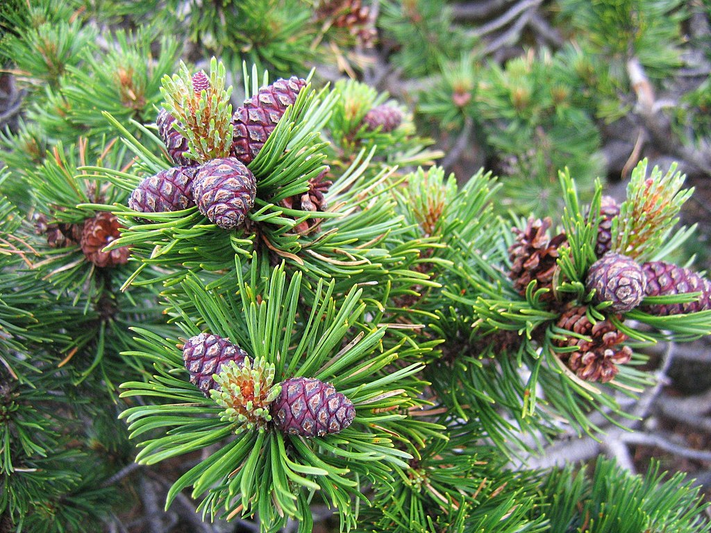 Pinus mugo Seeds Available | Dwarf Mountain Pine | Yarrow Gardens