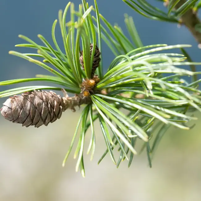 Premium Pinus armandii Seeds | Cultivate Chinese White Pine | Yarrow ...