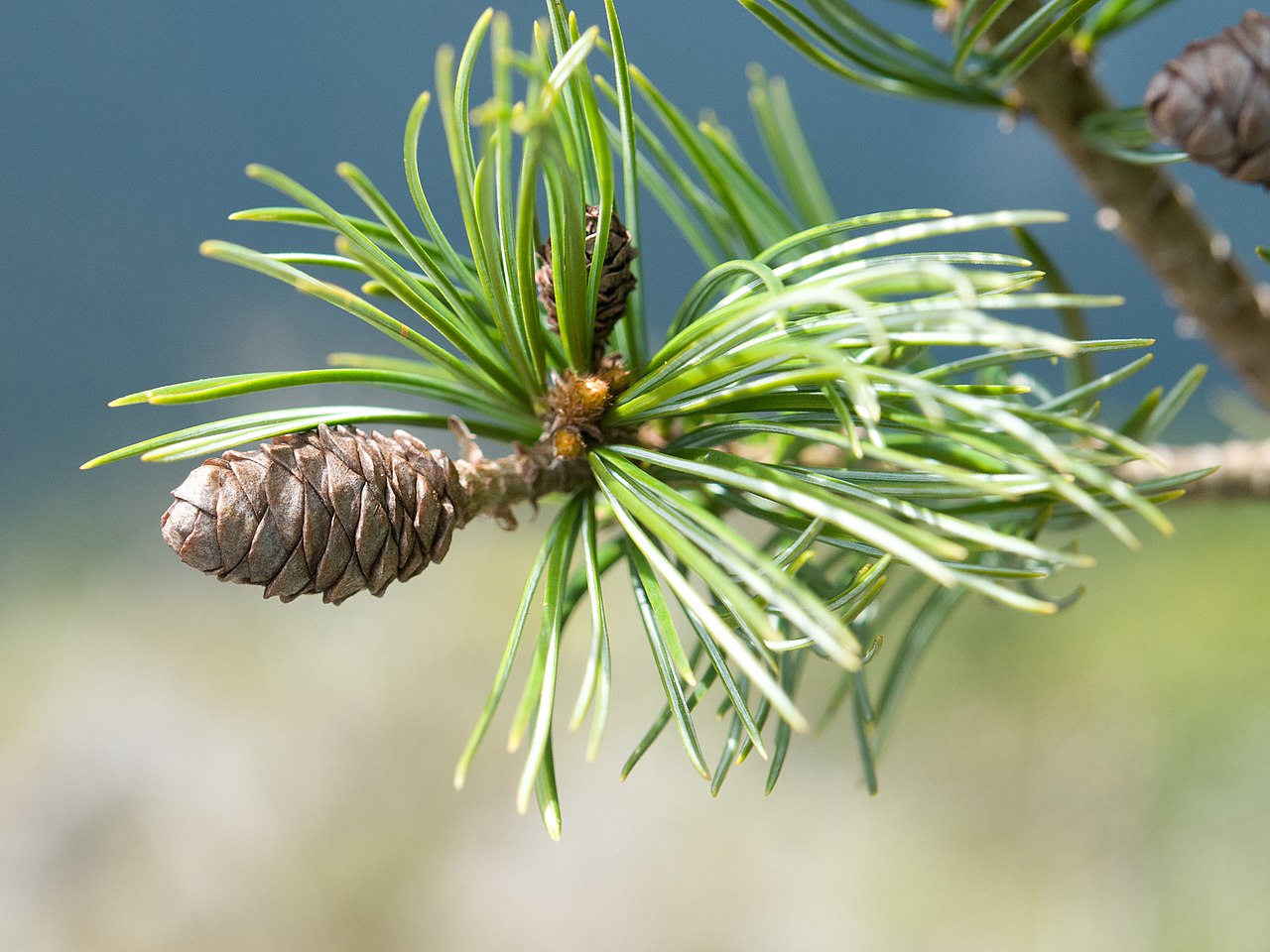 Premium Pinus armandii Seeds | Cultivate Chinese White Pine | Yarrow ...
