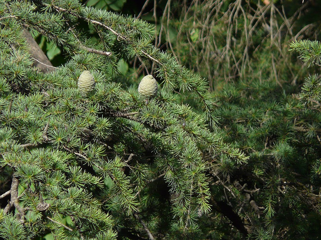 Cedrus libani Seeds | Lebanese Cedar | Yarrow Gardens