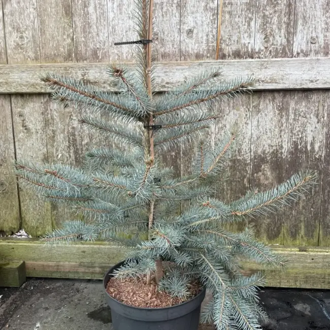 Blue Colorado Spruce 'Blue Diamond' 60/80cm (7L) | Yarrow Gardens
