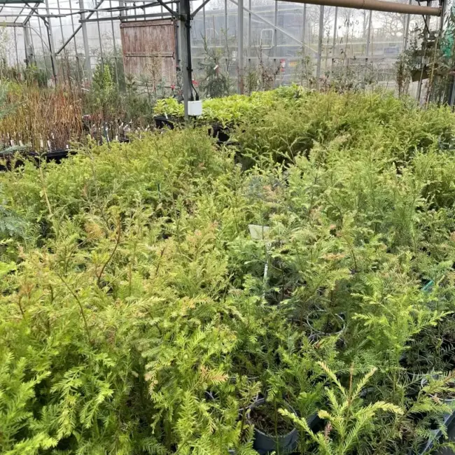 Coast Redwood Tree 20/40cm (Cell) | Yarrow Gardens