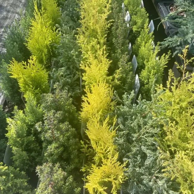 8x Dwarf Conifers Selection (P9) | Yarrow Gardens