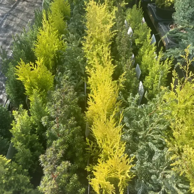 8x Dwarf Conifers Selection (P9) | Yarrow Gardens