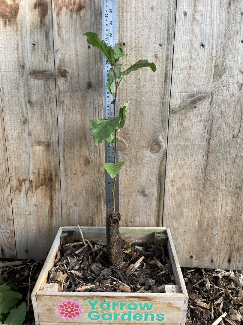Red Alder | Alnus rubra | Fast-Growing Tree from Yarrow Gardens