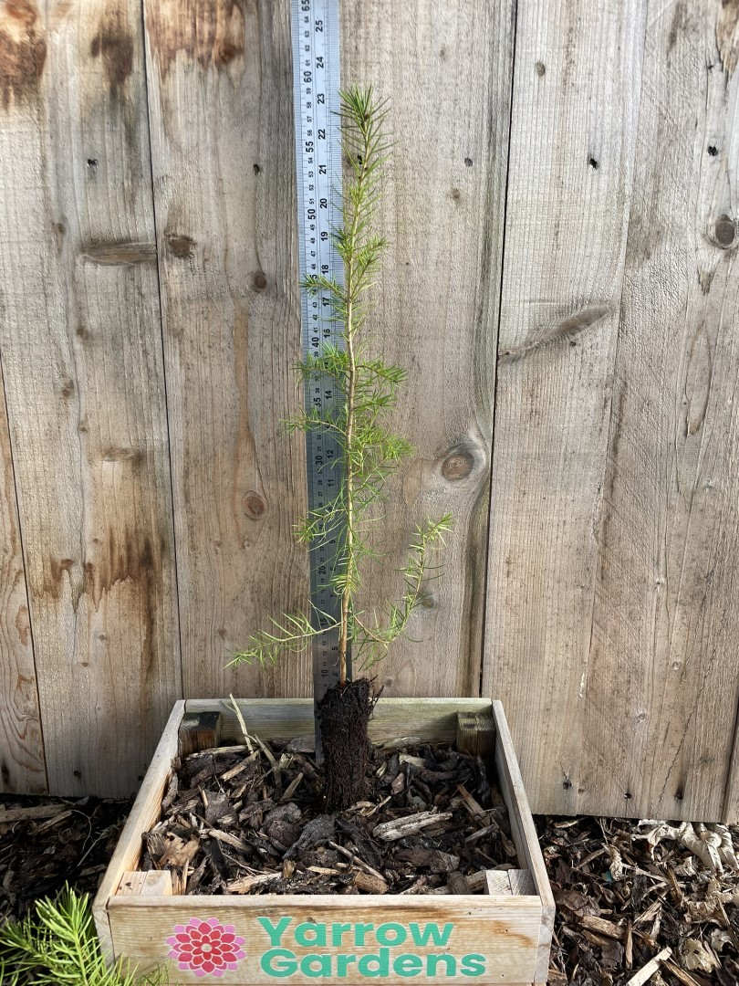 Douglas Fir Trees | Pseudotsuga menziesii | Yarrow Gardens