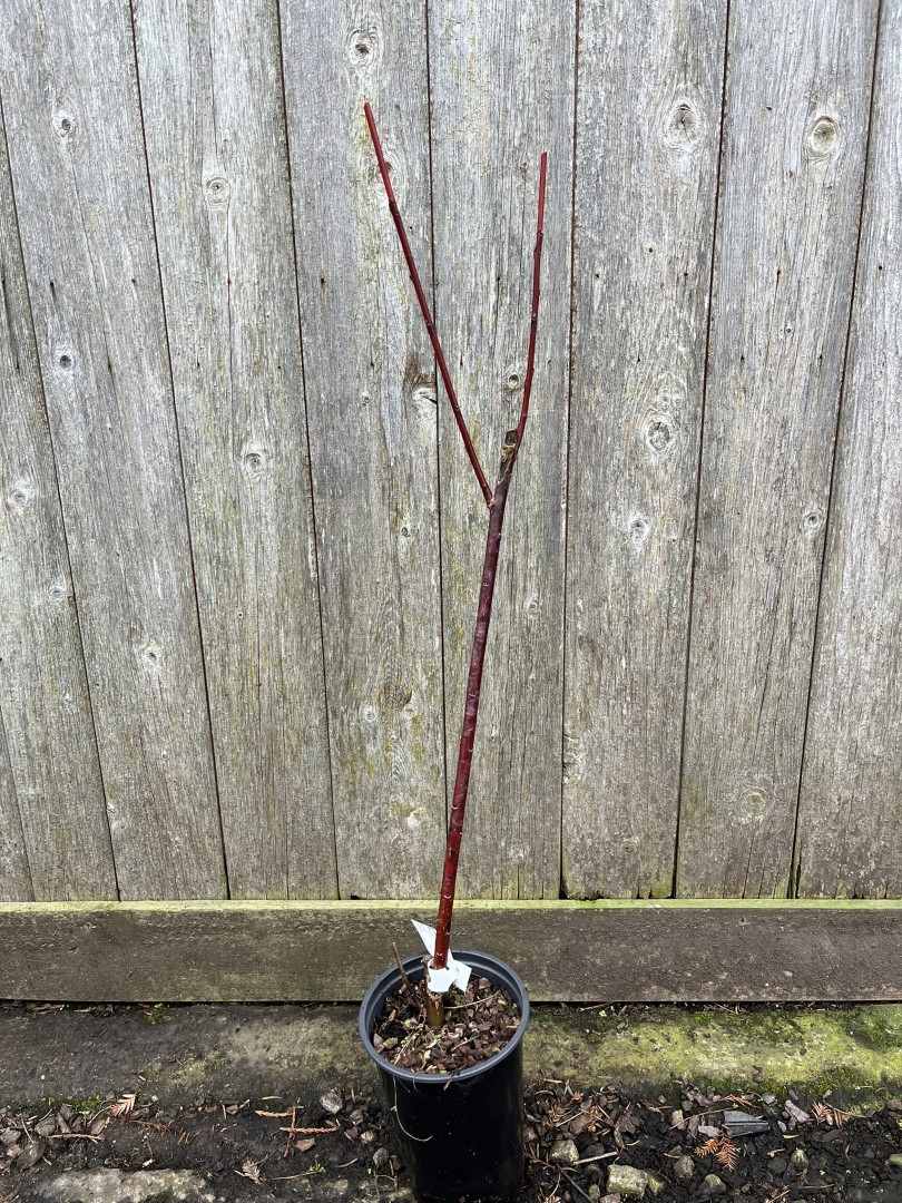 Violet Willow 40/60cm (2L) - Salix daphnoides | Purple Stem Tree ...