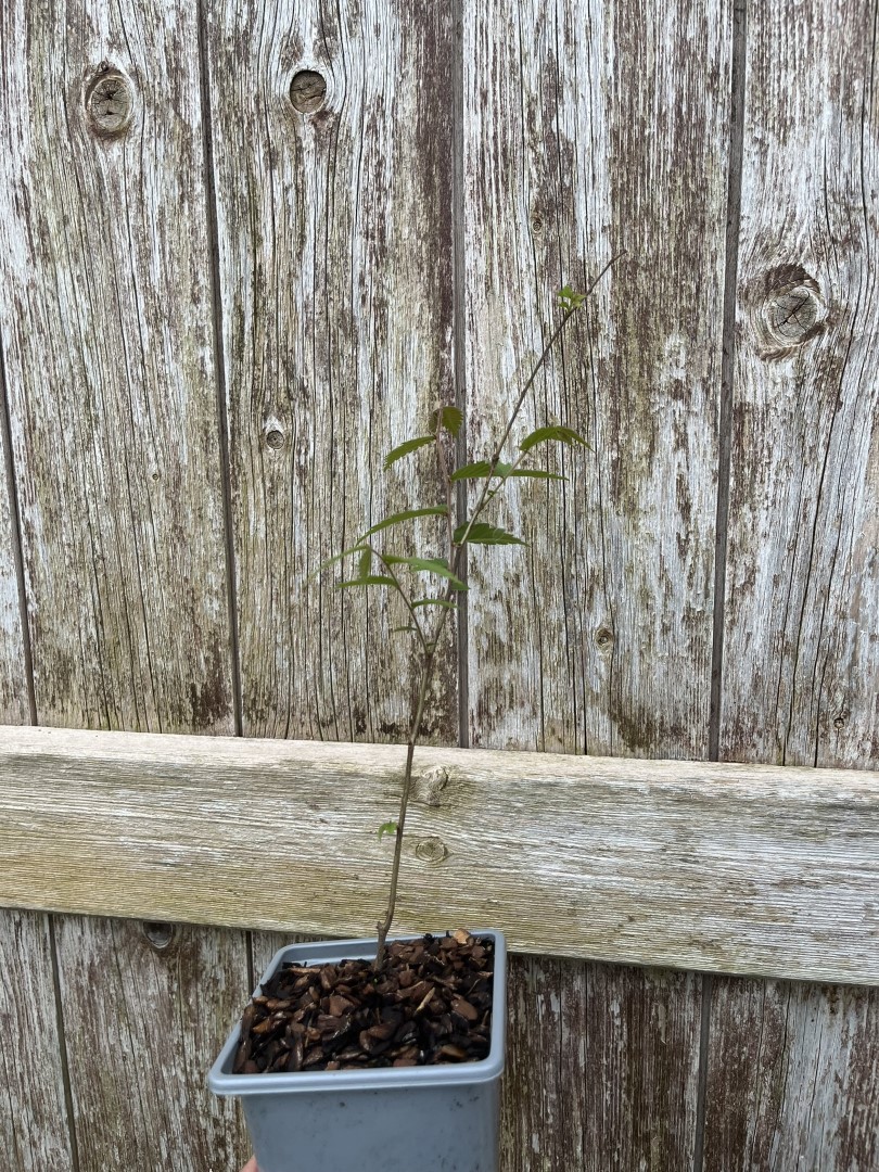 Japanese Elm Zelkova serrata | Ornamental Trees | Yarrow Gardens