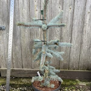 Colorado Blue Spruce 'Hoopsii' Evergreen Tree
